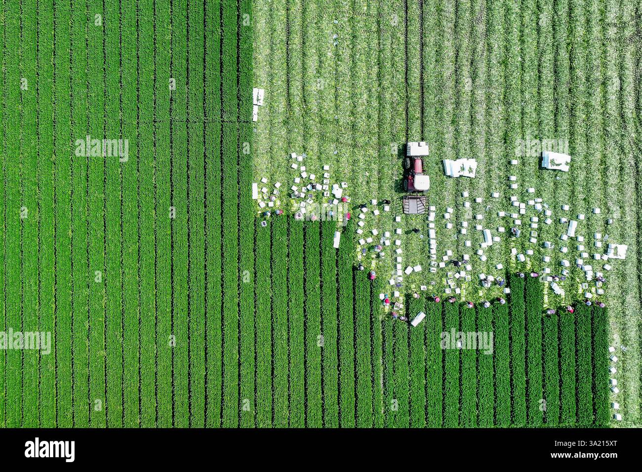 Fuqing, China. 11th Mar, 2025. FUQING, CHINA - MARCH 11, 2025 - Farmers ...