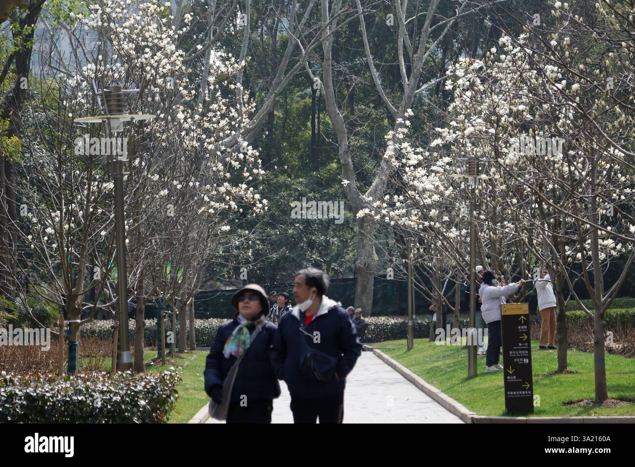 Spring flowers bloom in Shanghai, China, 8 March, 2025 Stock Photo - Alamy