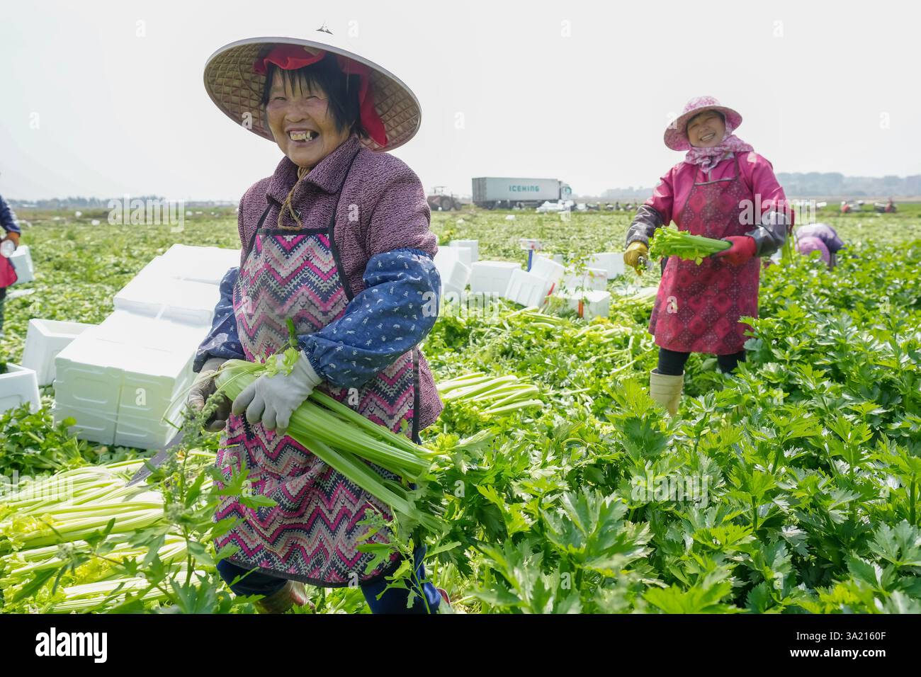 Fuqing, China. 11th Mar, 2025. FUQING, CHINA - MARCH 11, 2025 - Farmers harvest celery in ...