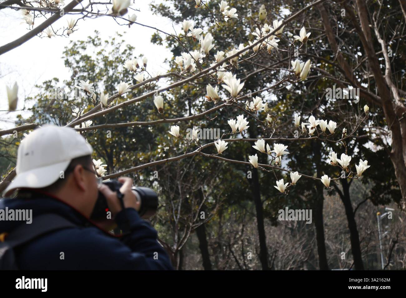 Spring flowers bloom in Shanghai, China, 8 March, 2025 Stock Photo - Alamy