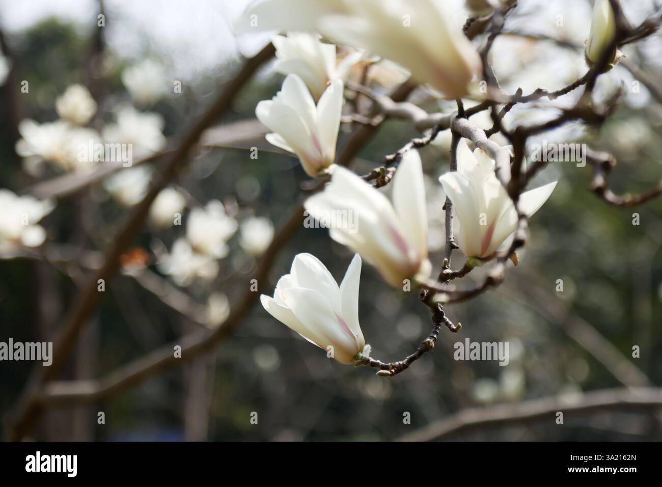 Spring flowers bloom in Shanghai, China, 8 March, 2025 Stock Photo - Alamy