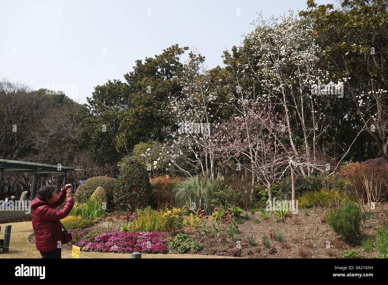 Spring flowers bloom in Shanghai, China, 8 March, 2025 Stock Photo - Alamy