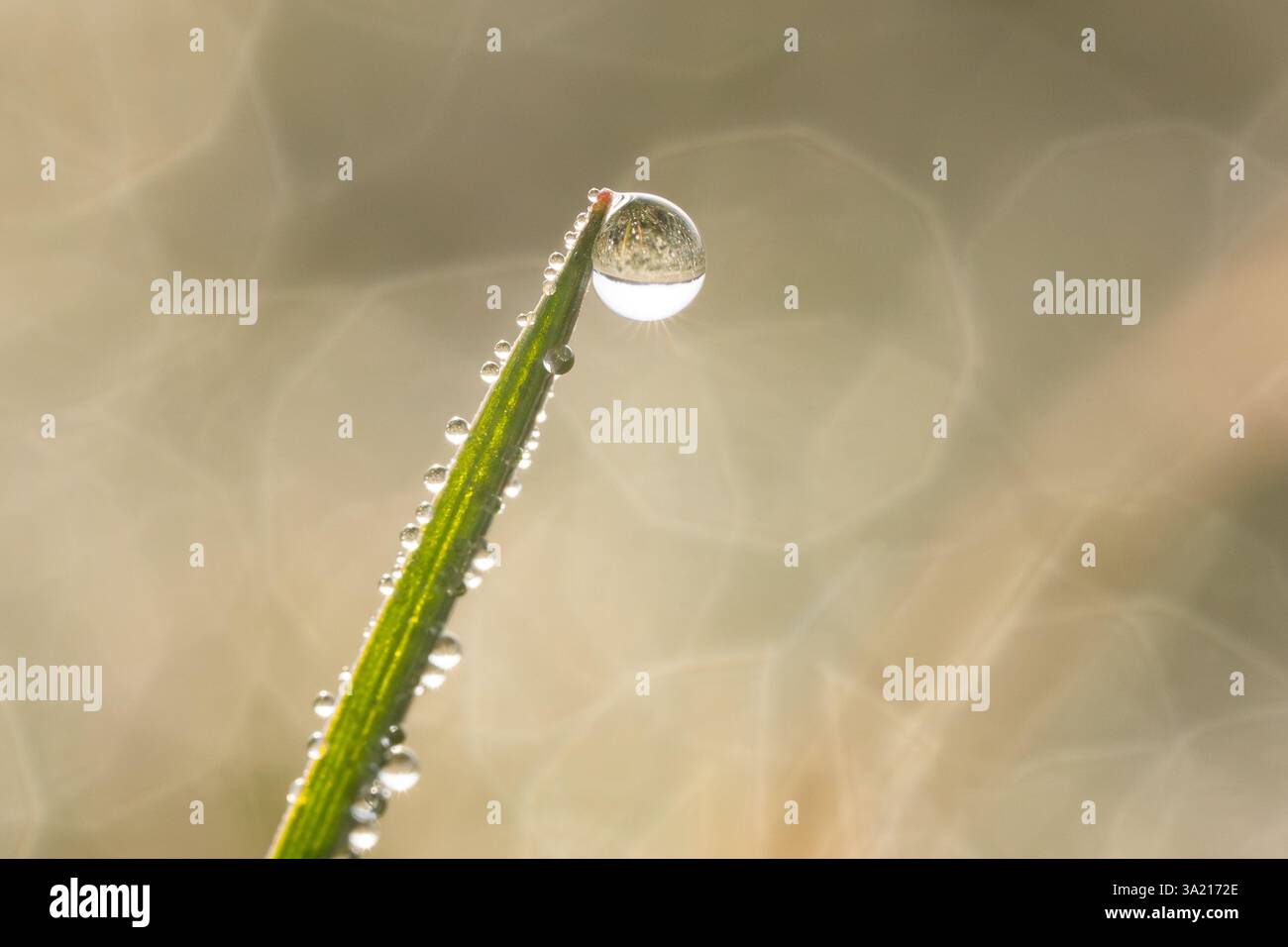 11 March 2025, Baden-Württemberg, Rottweil: Drops of water hang from a ...