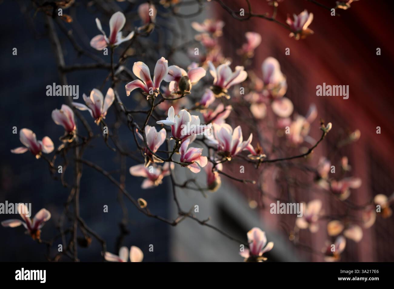 Magnolia flowers burst into bloom in Huai'an City, east China's Jiangsu ...