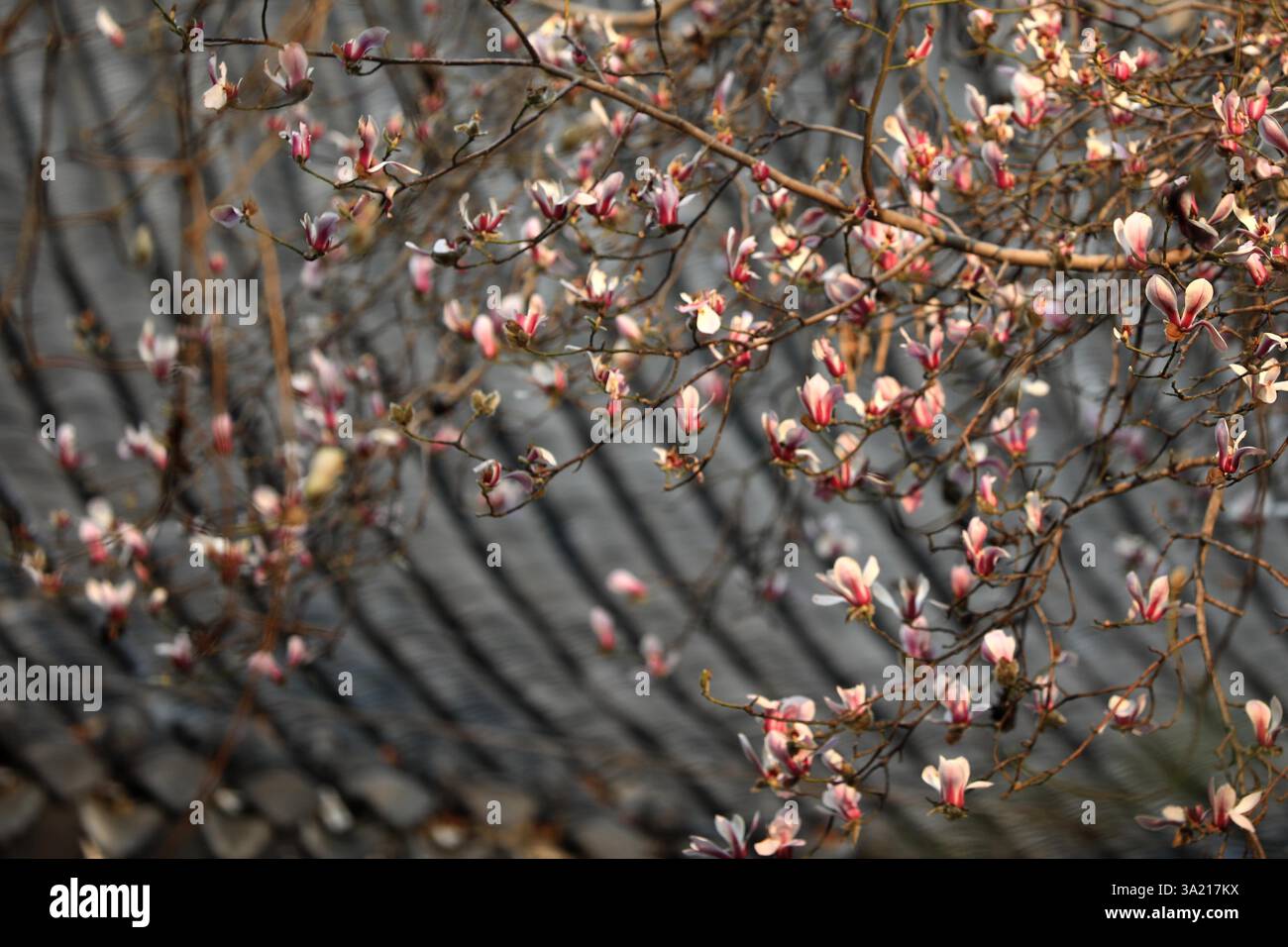 Magnolia flowers burst into bloom in Huai'an City, east China's Jiangsu ...