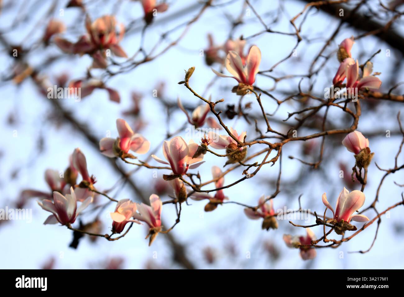 Magnolia flowers burst into bloom in Huai'an City, east China's Jiangsu ...