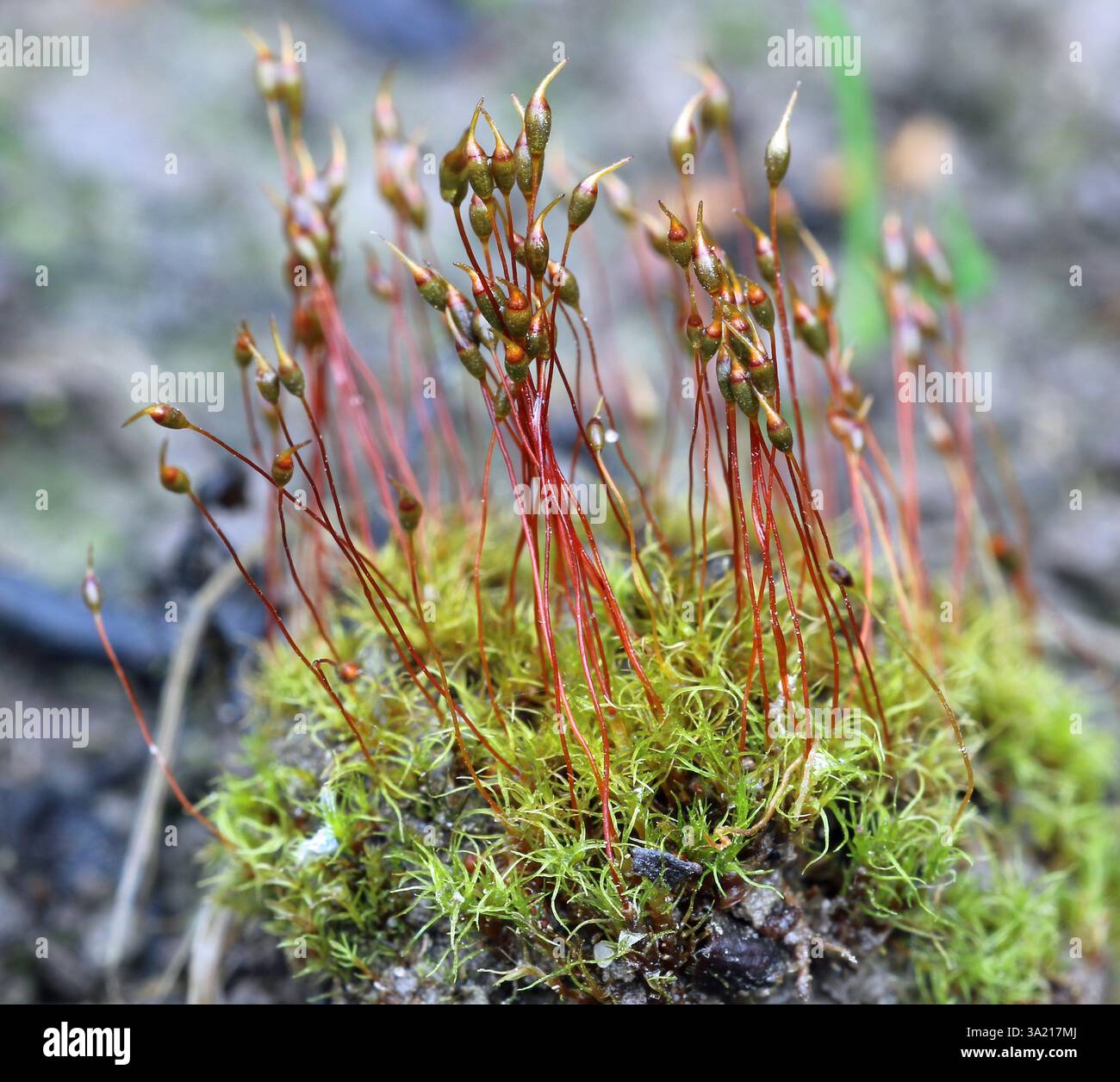 Dicranella subulata hi-res stock photography and images - Alamy