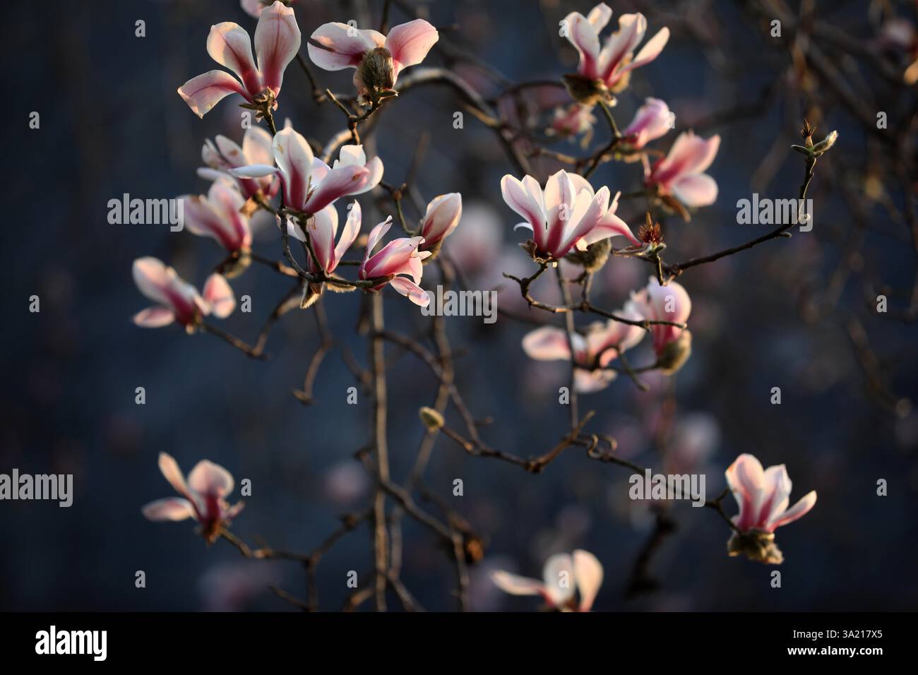 Magnolia flowers burst into bloom in Huai'an City, east China's Jiangsu ...