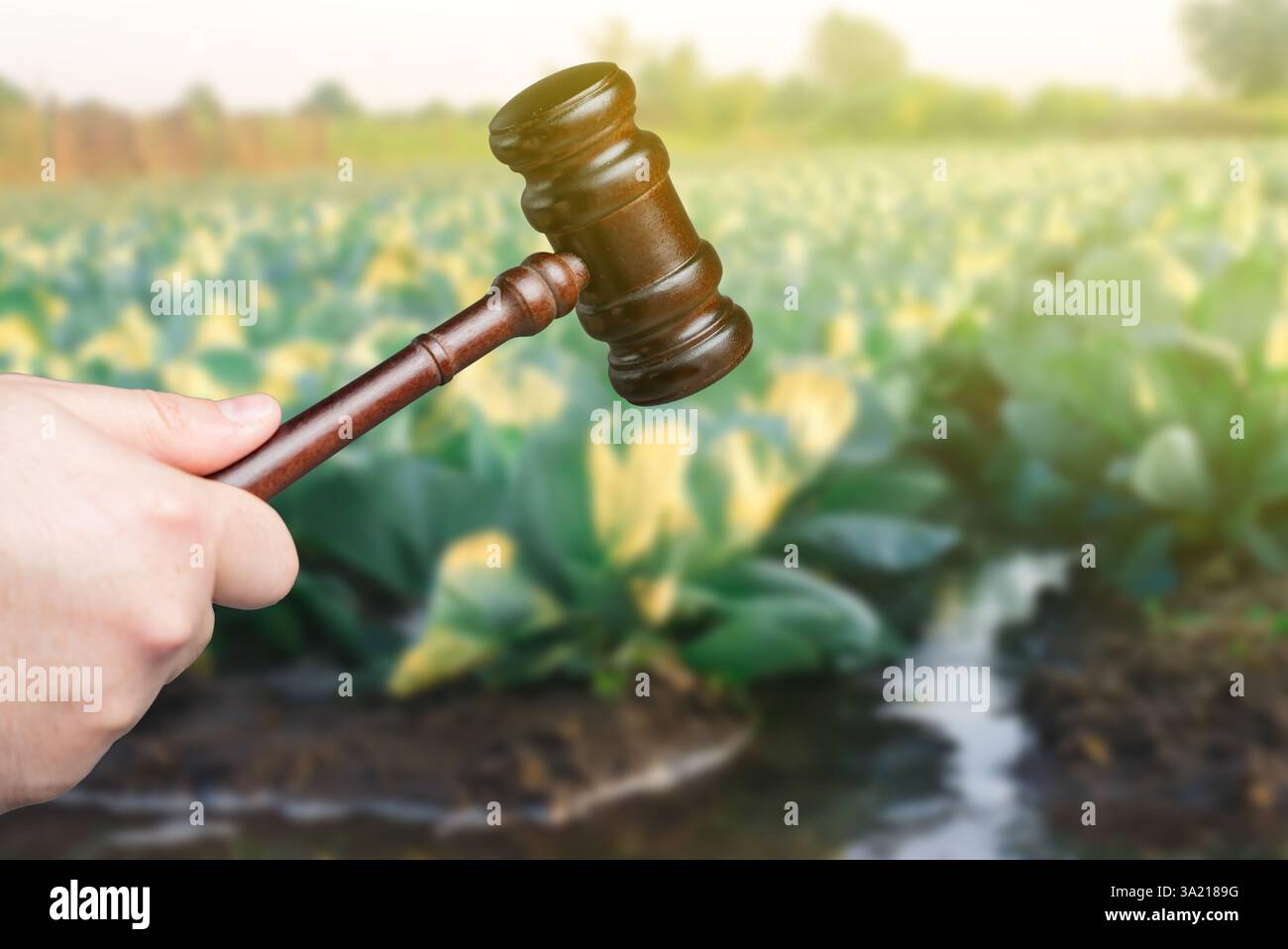 Judge's gavel in the backdrop of agricultural plantations. Agricultural ...