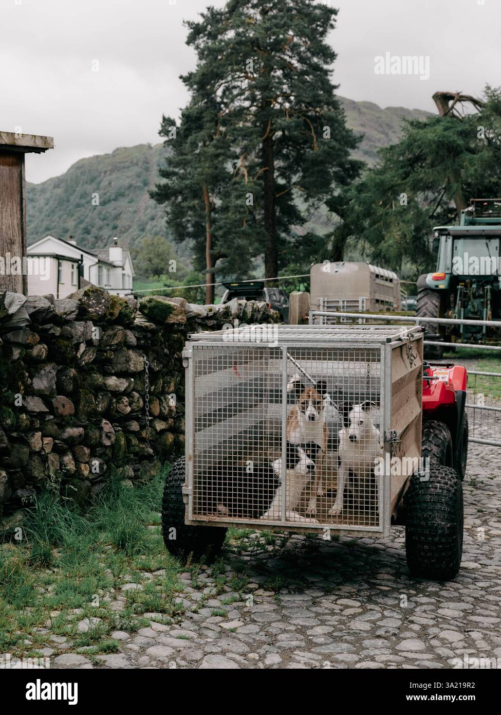Working sheep dogs loaded on a crate in a farm yard in Cumbria England ...