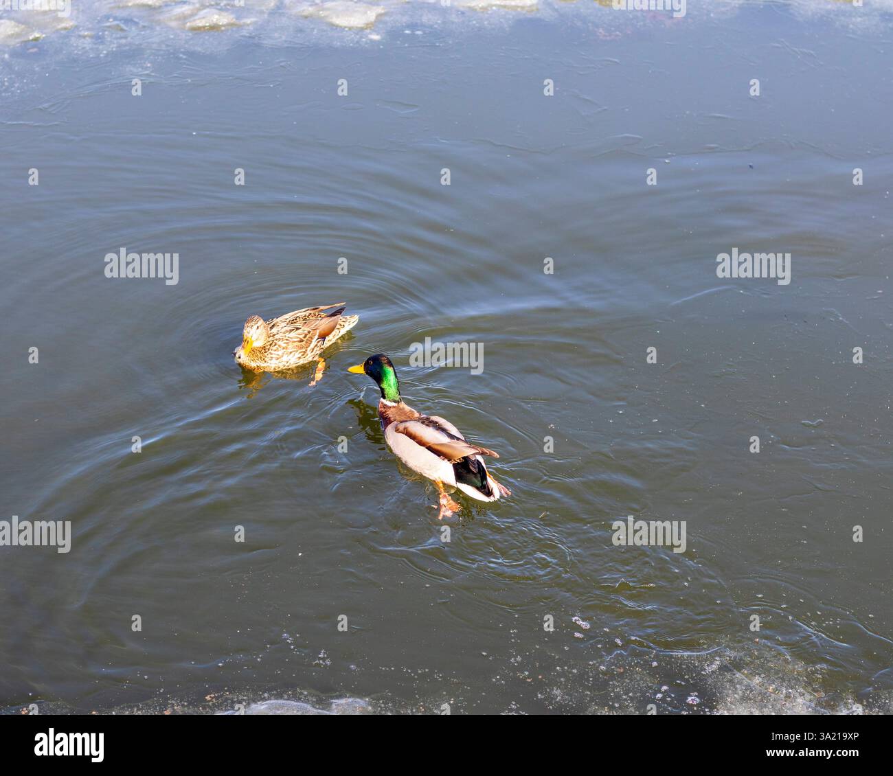 Ducks on frozen lake Stock Photo - Alamy