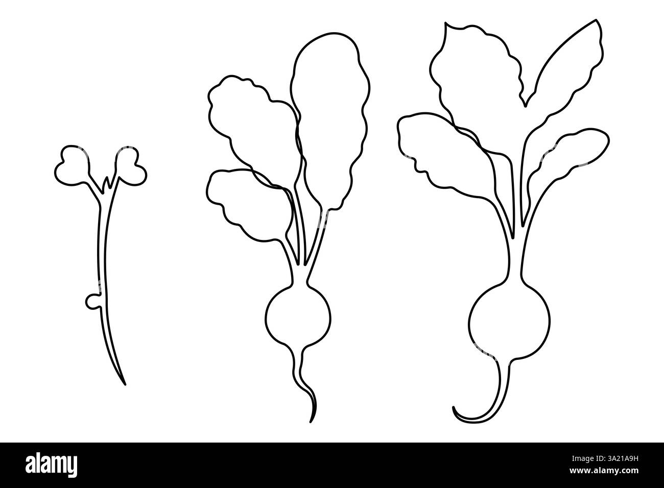 Single one line drawing of whole healthy organic radish icon, fresh ...