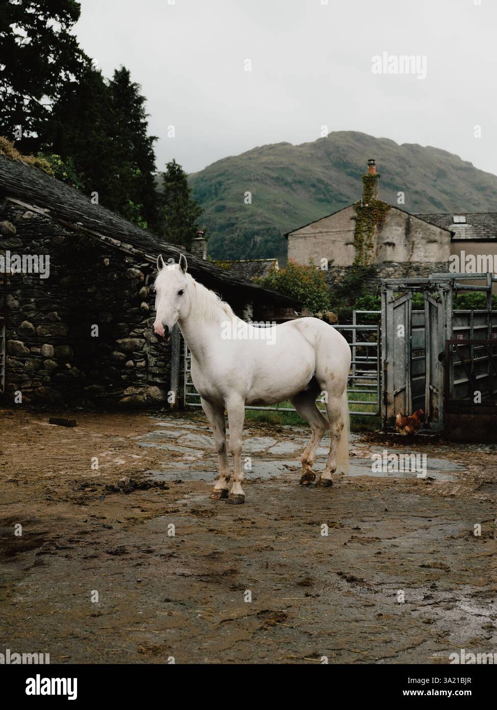 A lone white horse in a farm yard setting in Cumbria England UK Stock ...