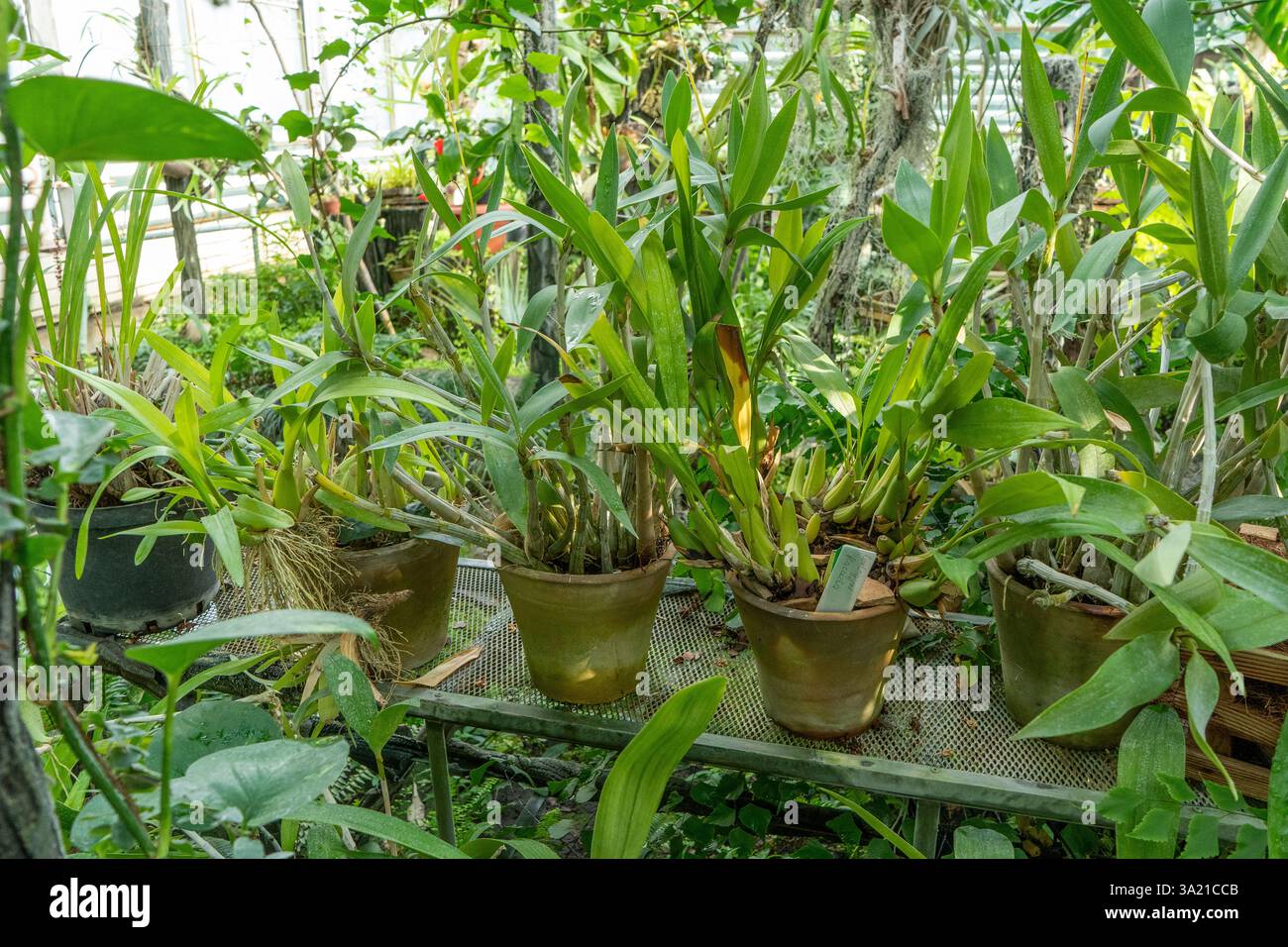Growing Cattleya flowers in ceramic pots in the garden. Orchid plants ...