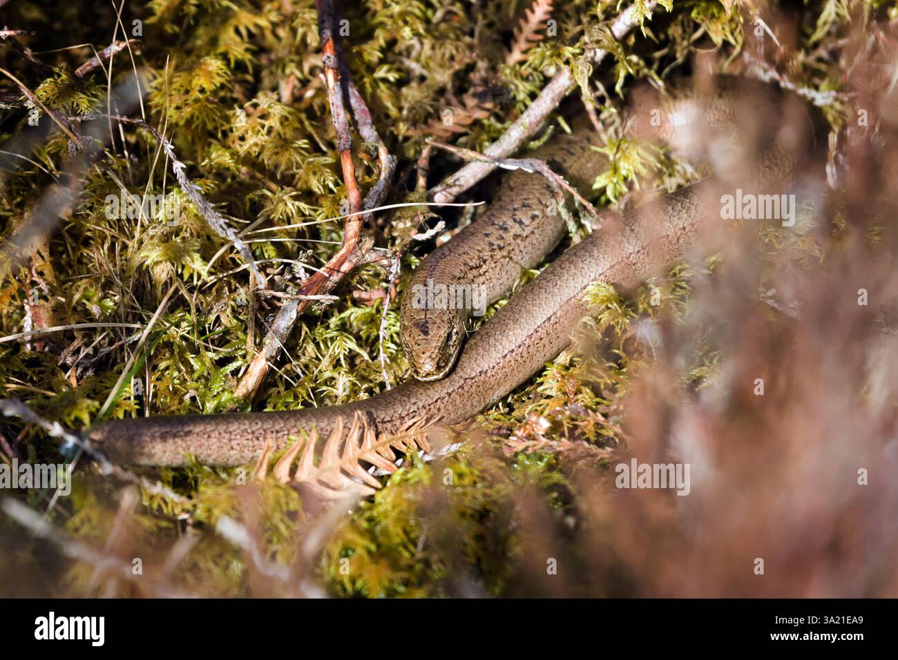 Slow Worm (Anguis fragilis) Basking in the Sun, North Pennines ...