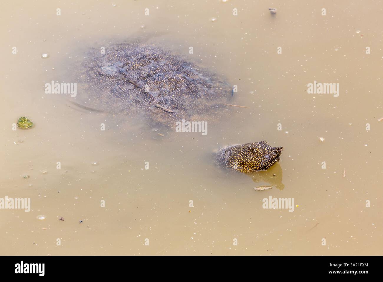 African Softshell Turtle (Trionyx triunguis) also known as Nile ...