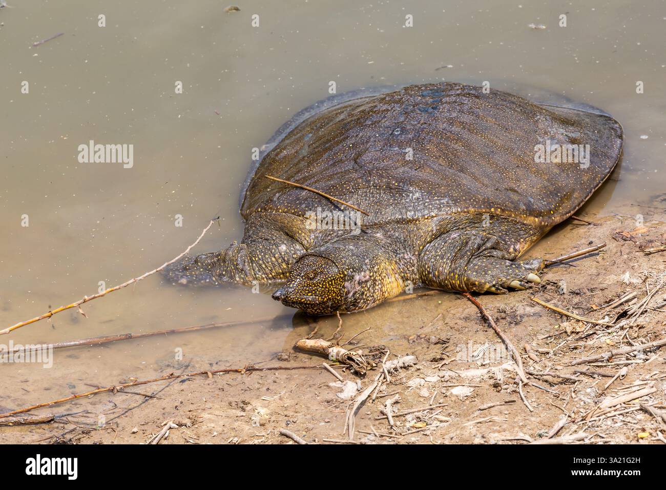 African Softshell Turtle (Trionyx triunguis) also known as Nile ...