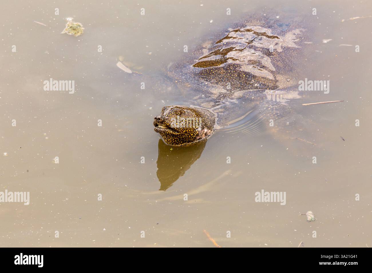 African Softshell Turtle (Trionyx triunguis) also known as Nile ...