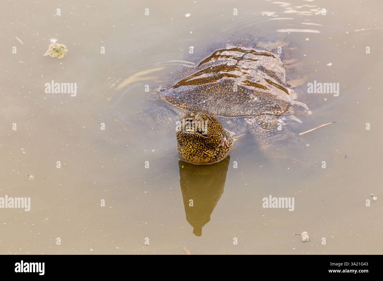 African Softshell Turtle (Trionyx triunguis) also known as Nile ...