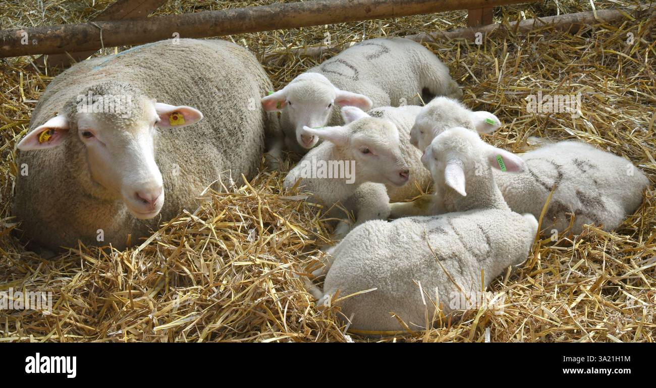 06 March 2025, Saxony, Oberholz: At the Oberholz Teaching and Research ...