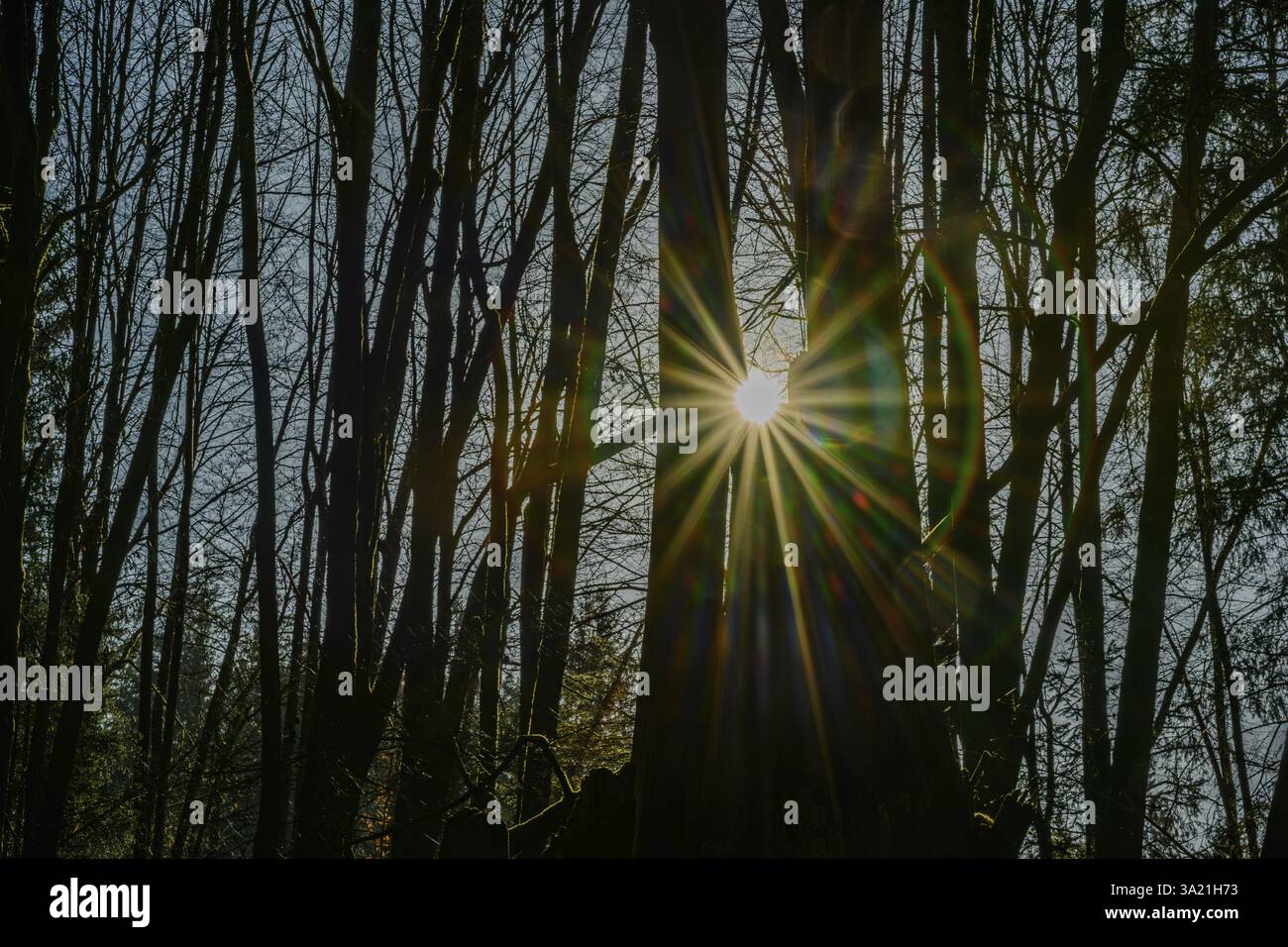 Bright rays of sunlight penetrate the dense treetops, Hoellbachtal ...