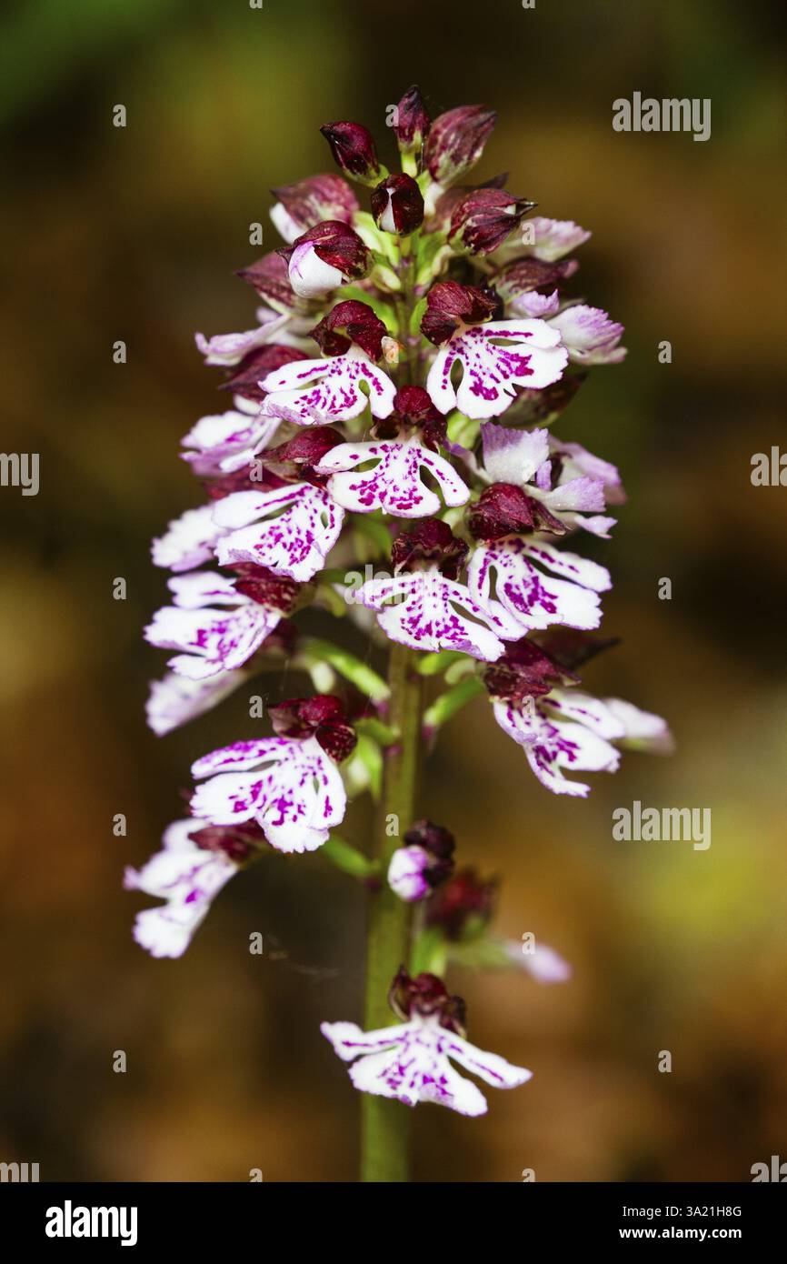 Orchid study blue hi-res stock photography and images - Alamy