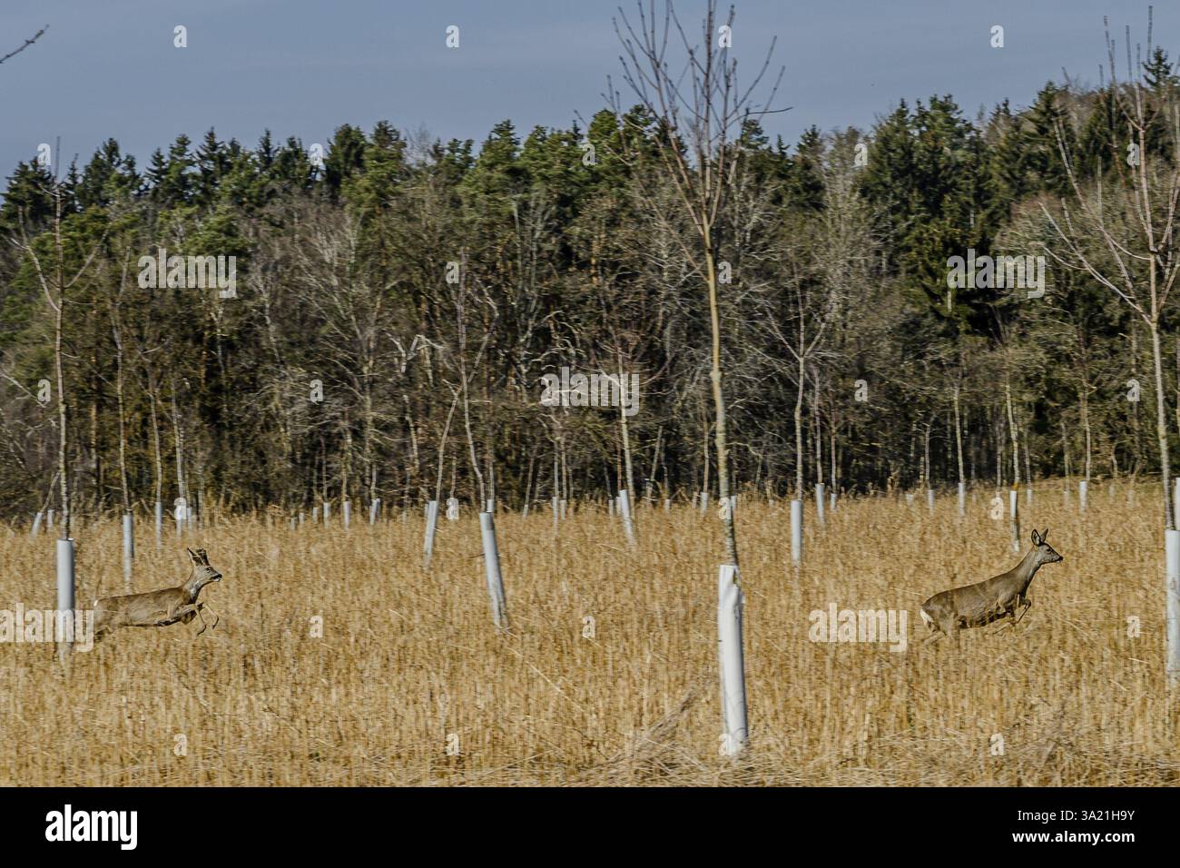Two deer running through an open field in front of a forest with bare ...