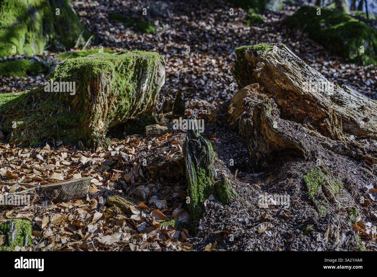 Moss-covered tree stumps and leaves on the forest floor in a natural ...