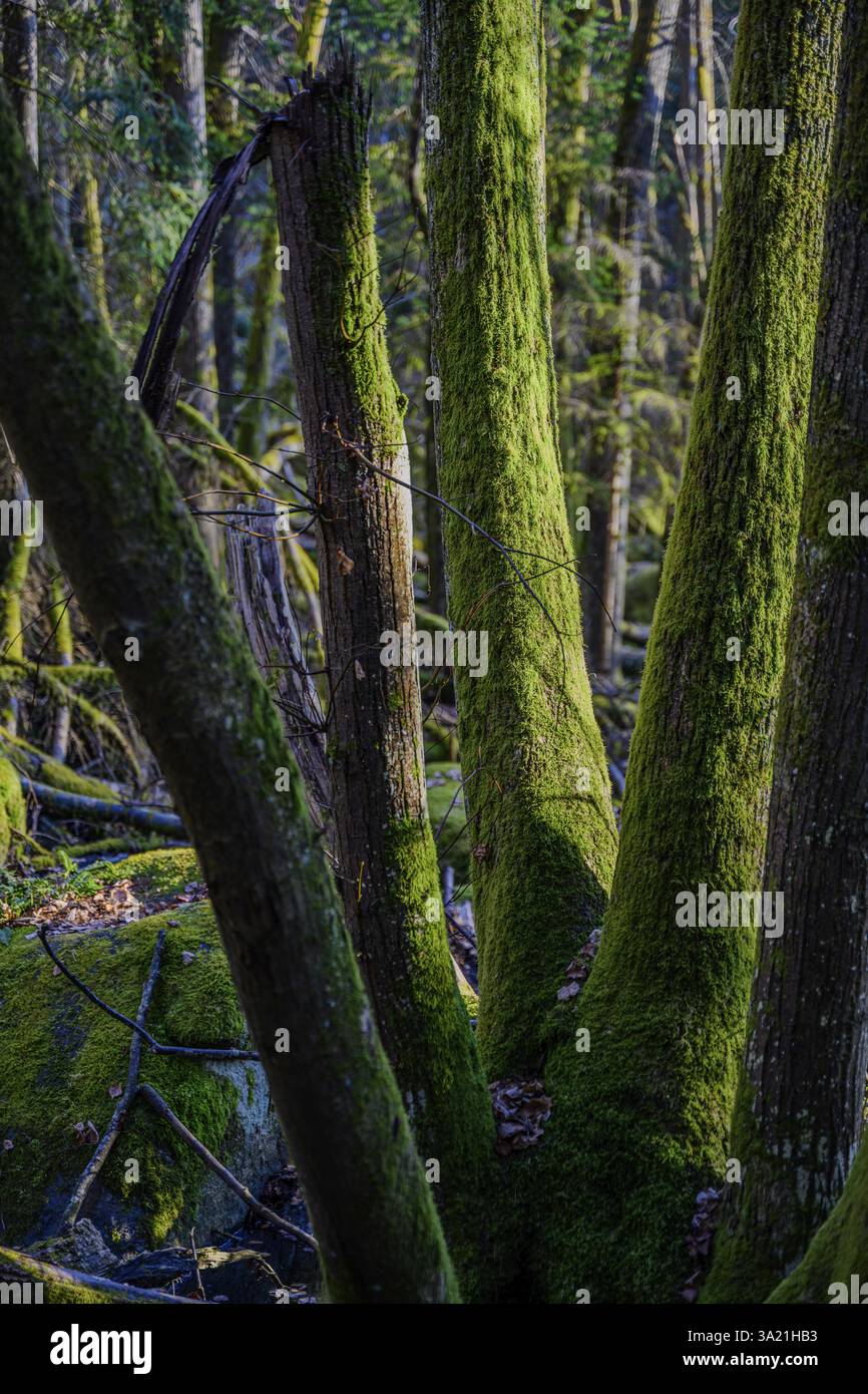 Moss-covered trees in the forest, soft light and shade, Hoellbachtal ...