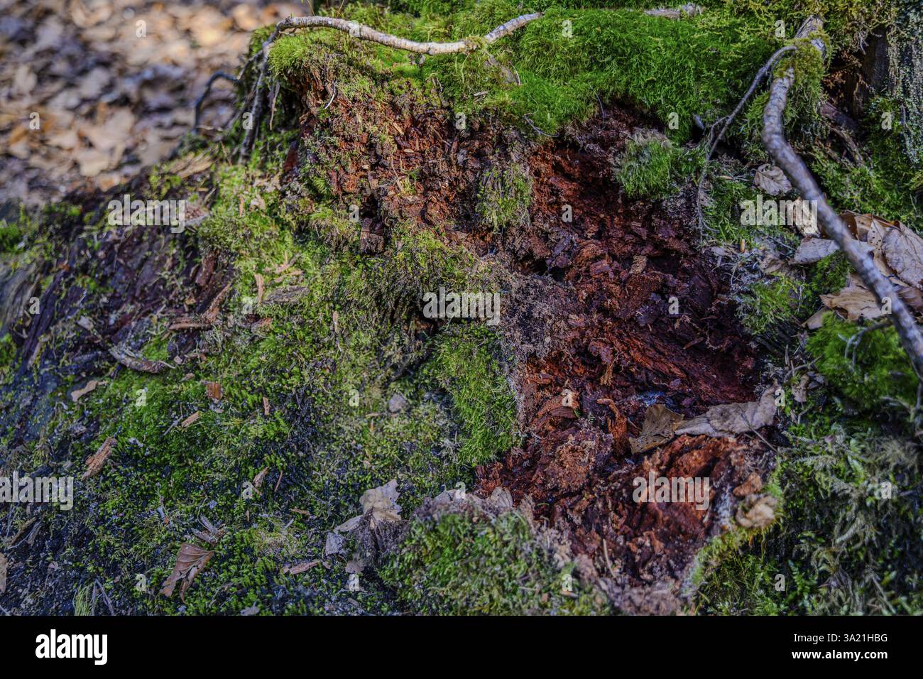 Moss-covered tree root with soil and leaves in the forest, Hoellbachtal ...