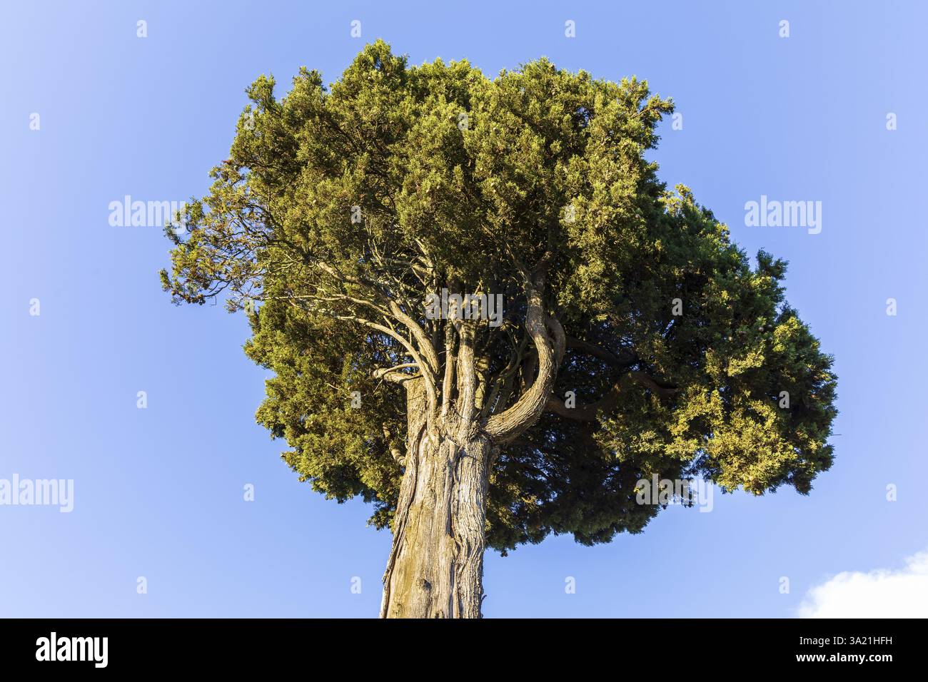 Columnar cypress (Cupressus sempervirens) from below, Tuscany, Italy ...