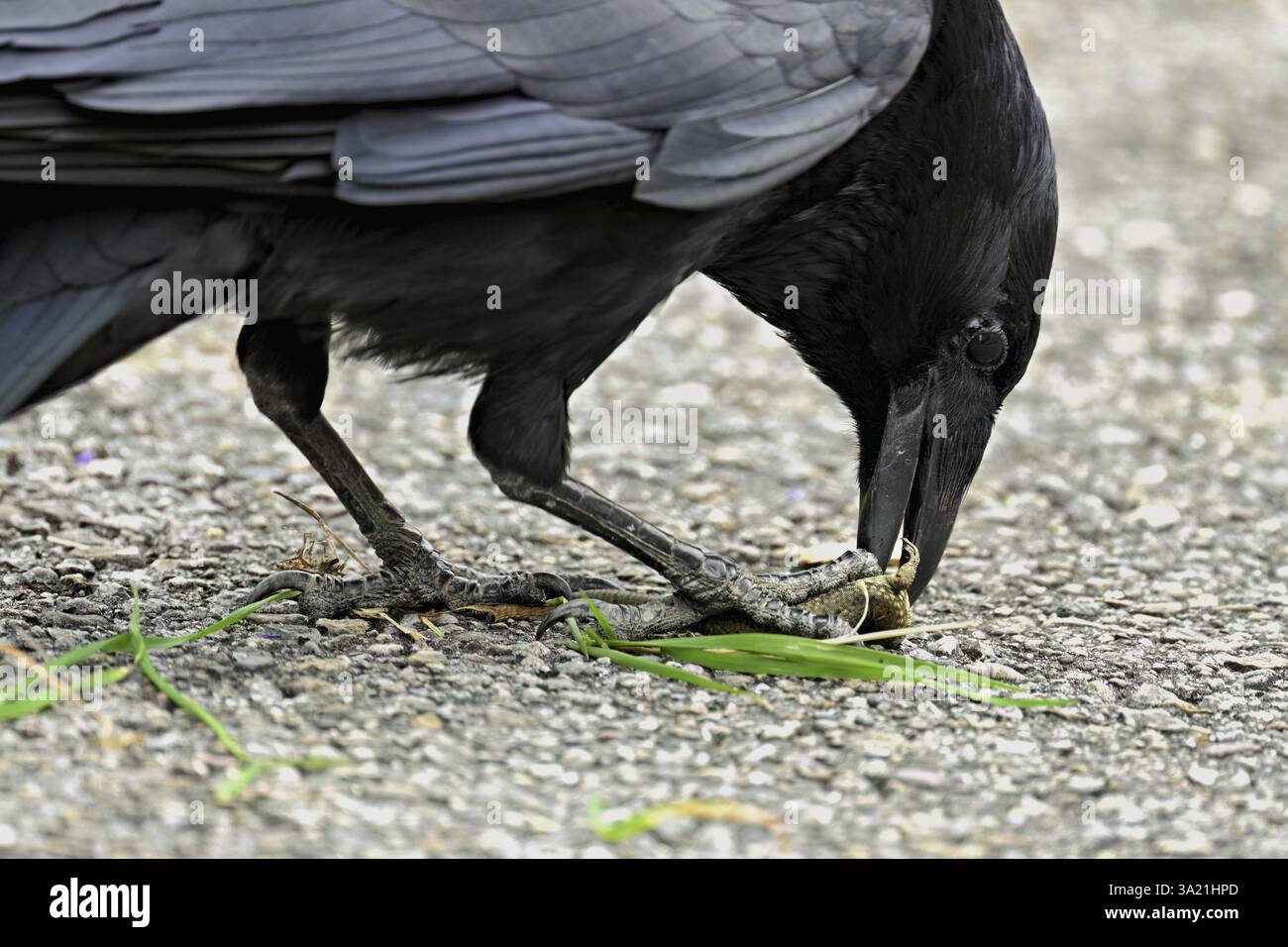Raven (Corvus corone), with captured sand lizard (Lacerta agilis) in ...