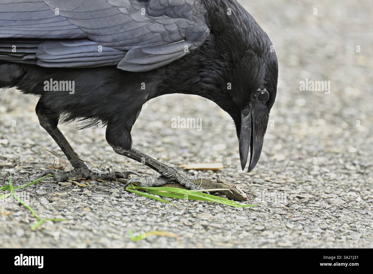 Raven (Corvus corone), with captured sand lizard (Lacerta agilis) in ...