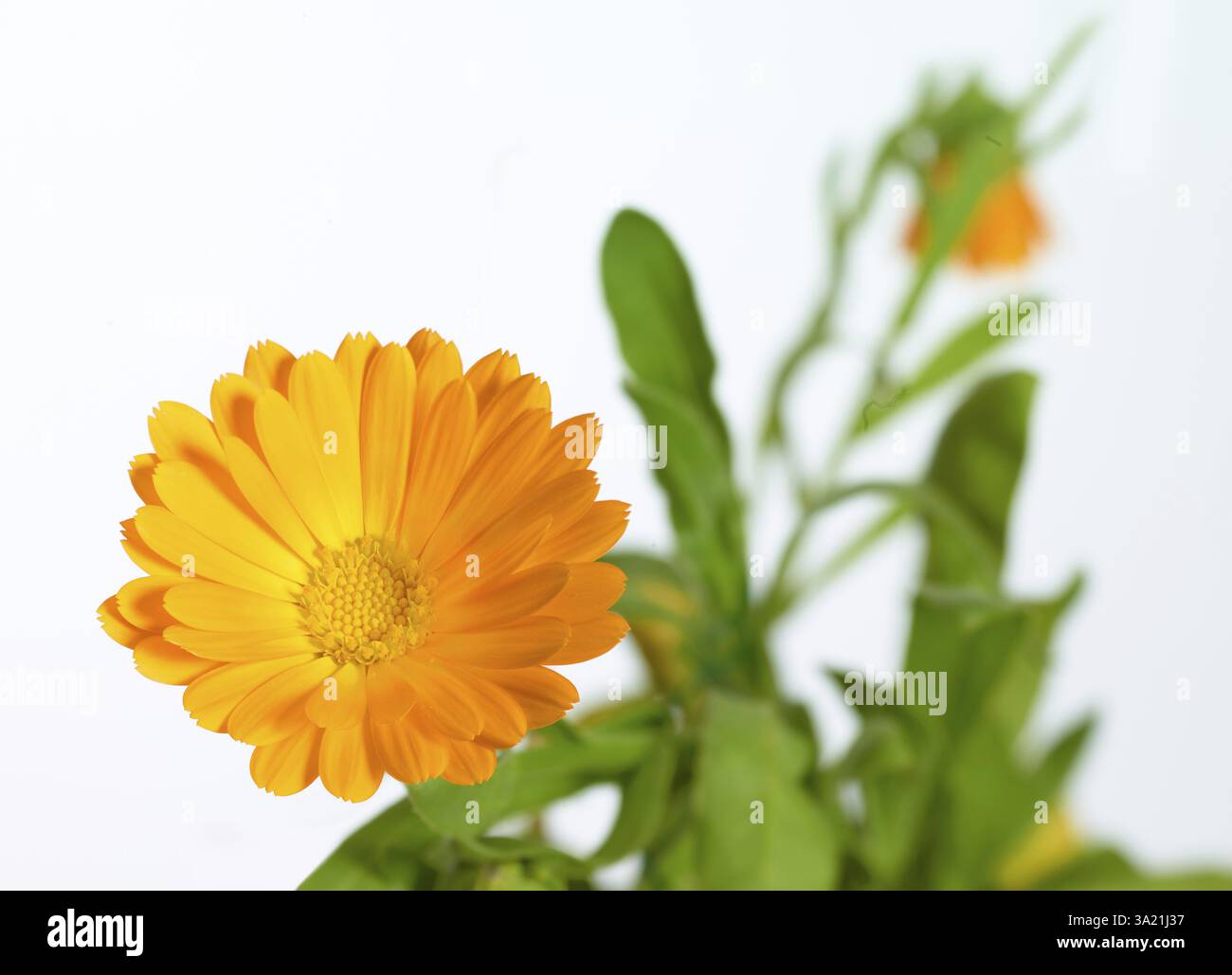 Marigold, garden marigold, common marigold, true marigold, golden ...