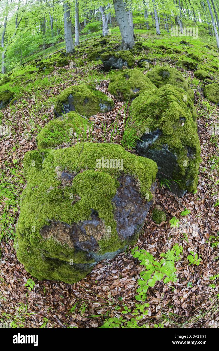Moss covered boulders, in a Beech tree forest (Fagus sylvatica), in ...