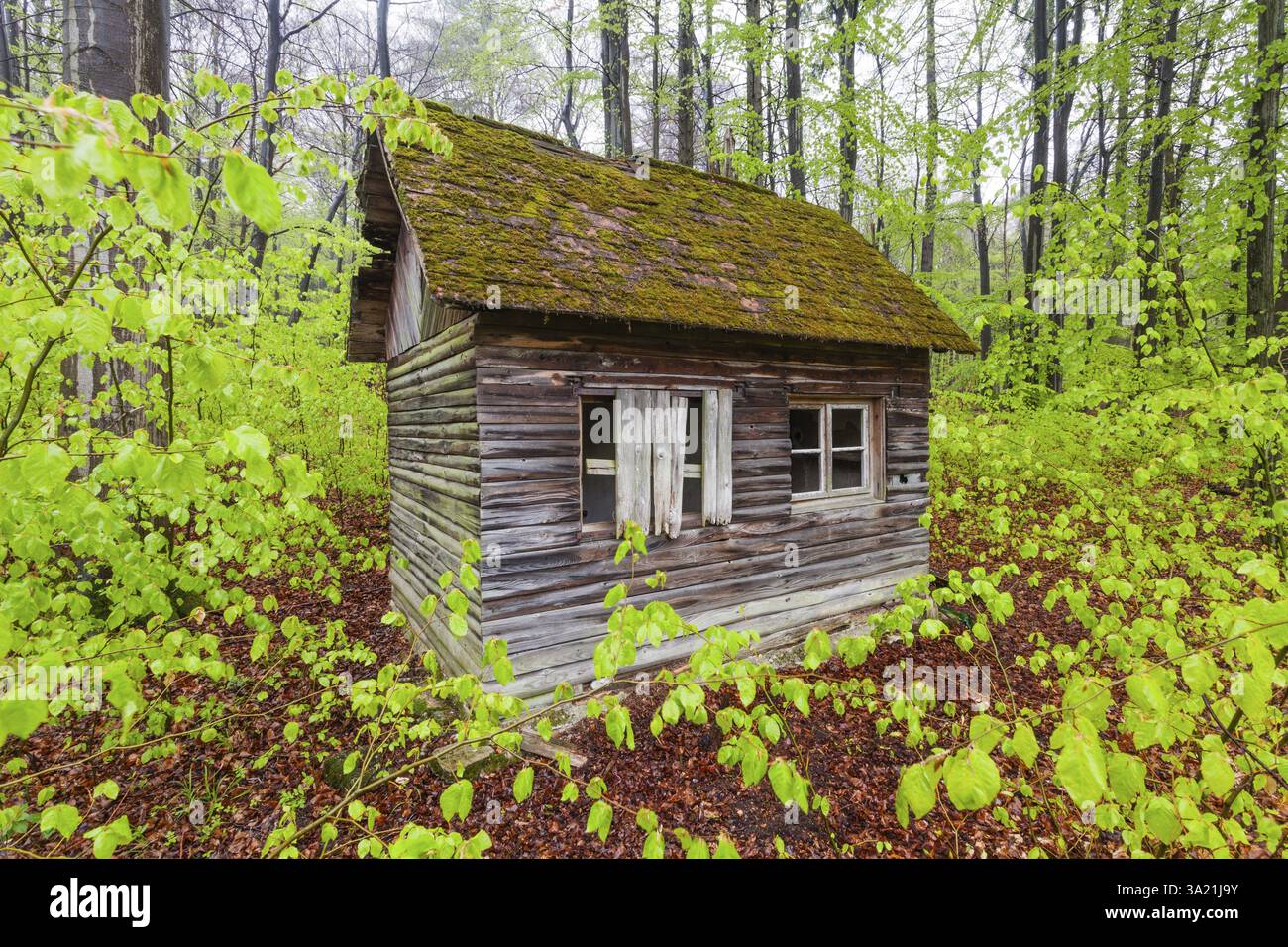 Old wooden hut, used by hunters, situated in a Beech tree (Fagus ...