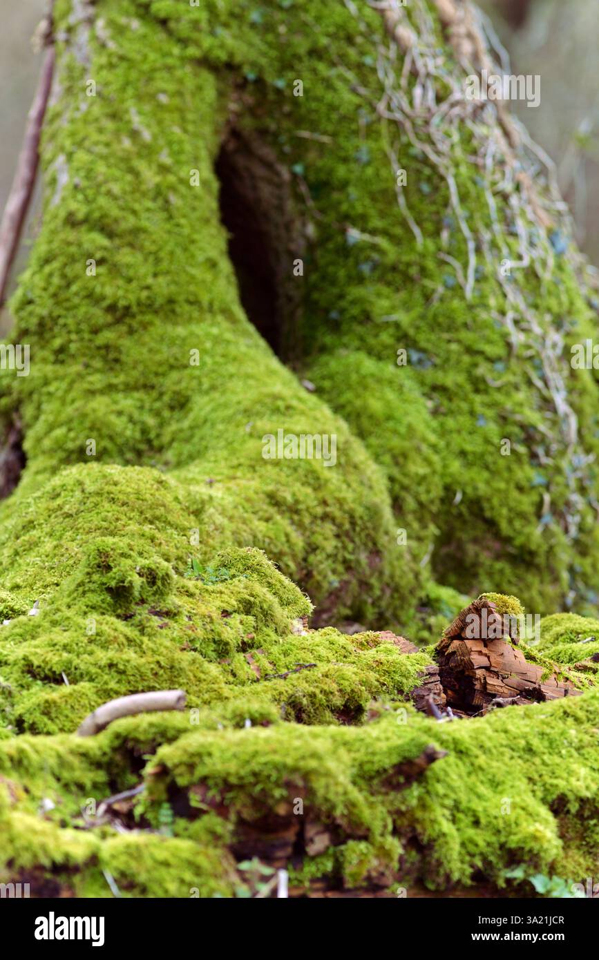 Moss covered rotting log lying in front of old oak tree Stock Photo - Alamy