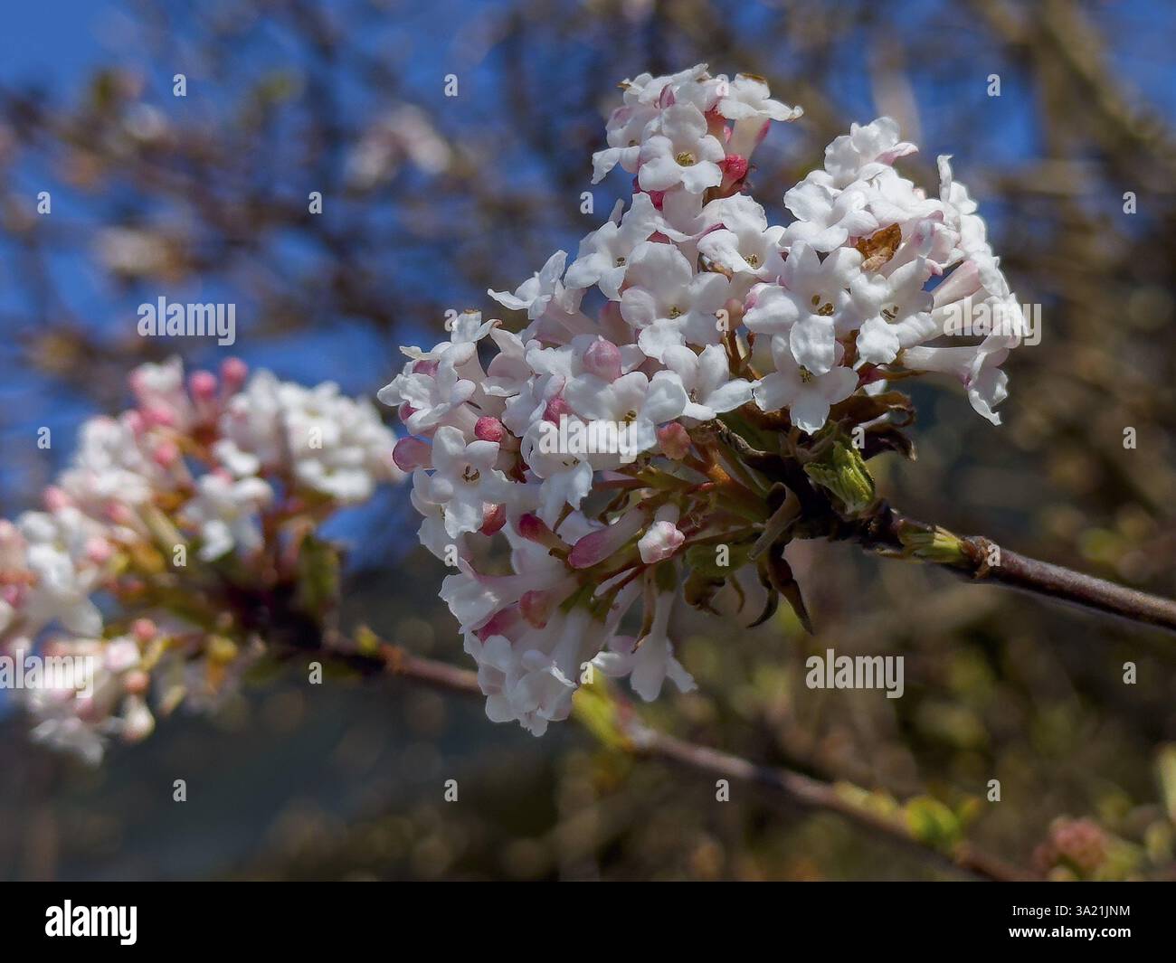 Fragrant snowball (Viburnum farreri Stock Photo - Alamy