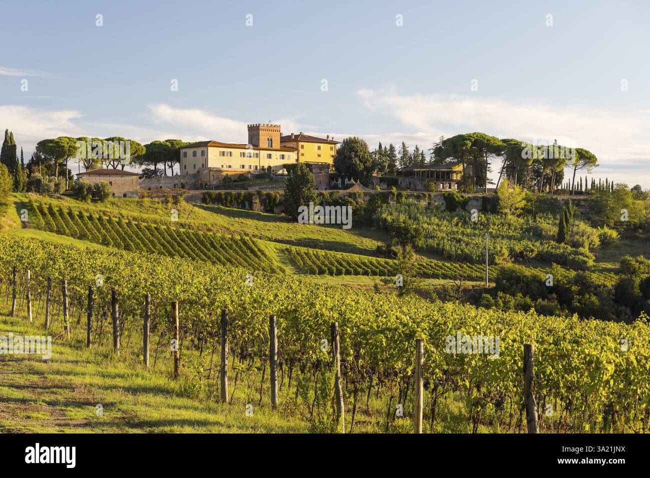 Luxury holiday home Villa Del Monte surrounded by vineyards and pine ...