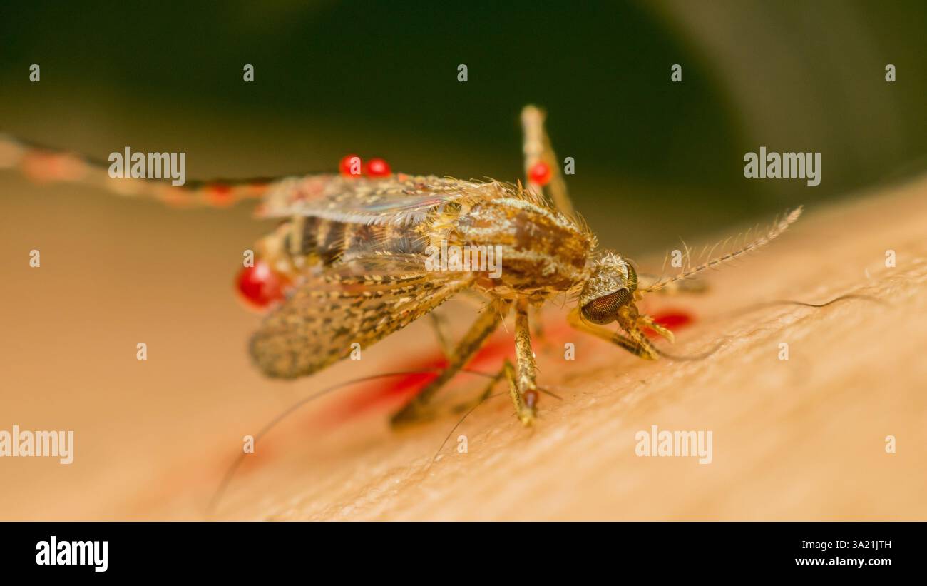 Macro of smashed crush mosquito (Aedes aegypti) sucking blood to died ...