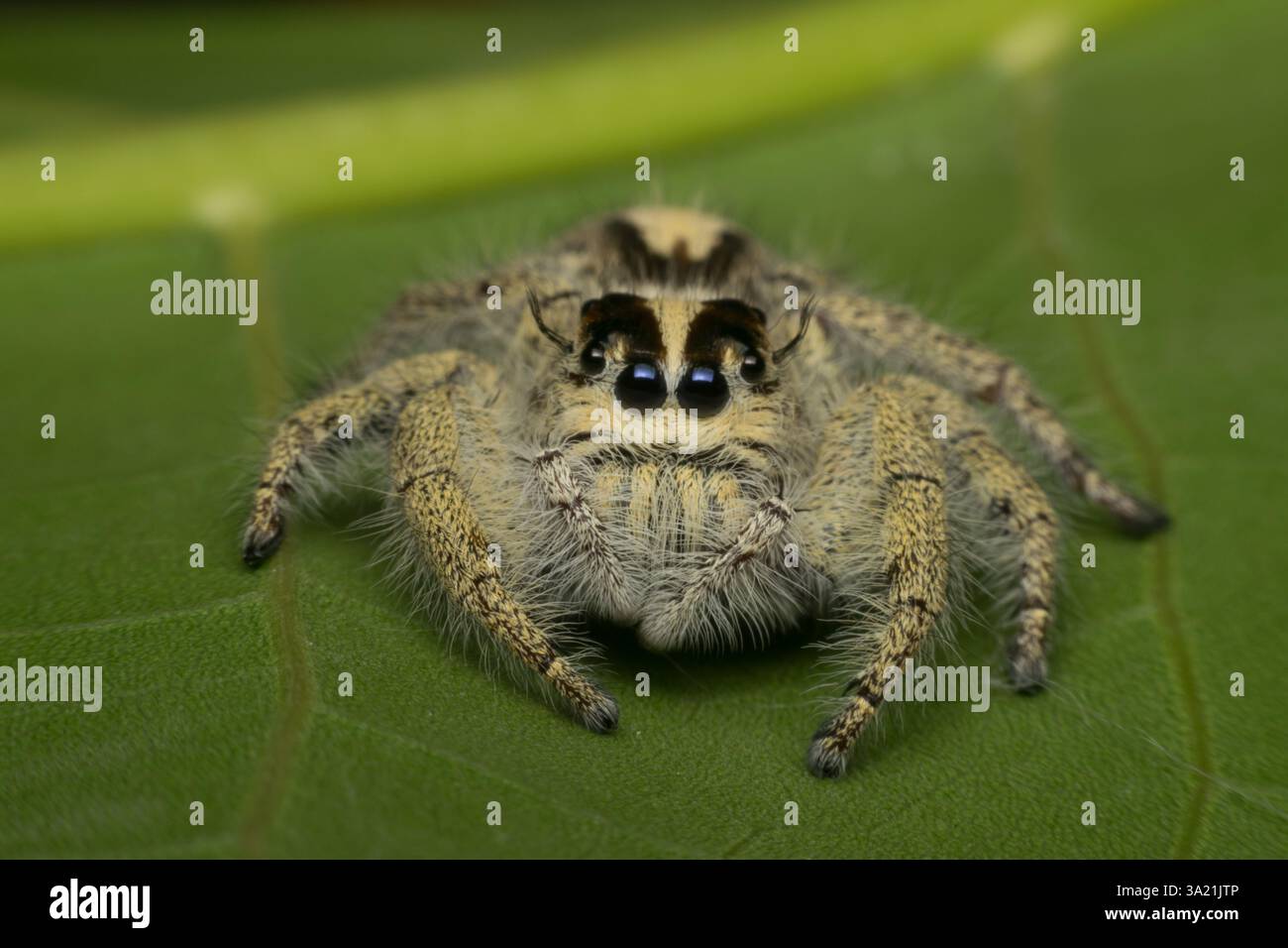 Hyllus hi-res stock photography and images - Alamy