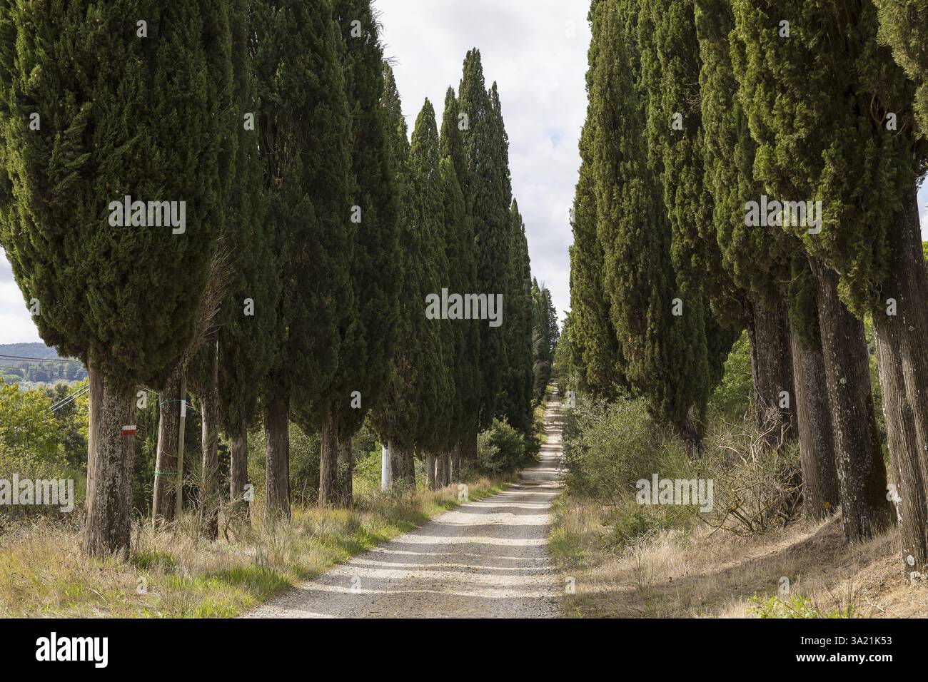 Path through an avenue of columnar cypresses (Cupressus sempervirens ...