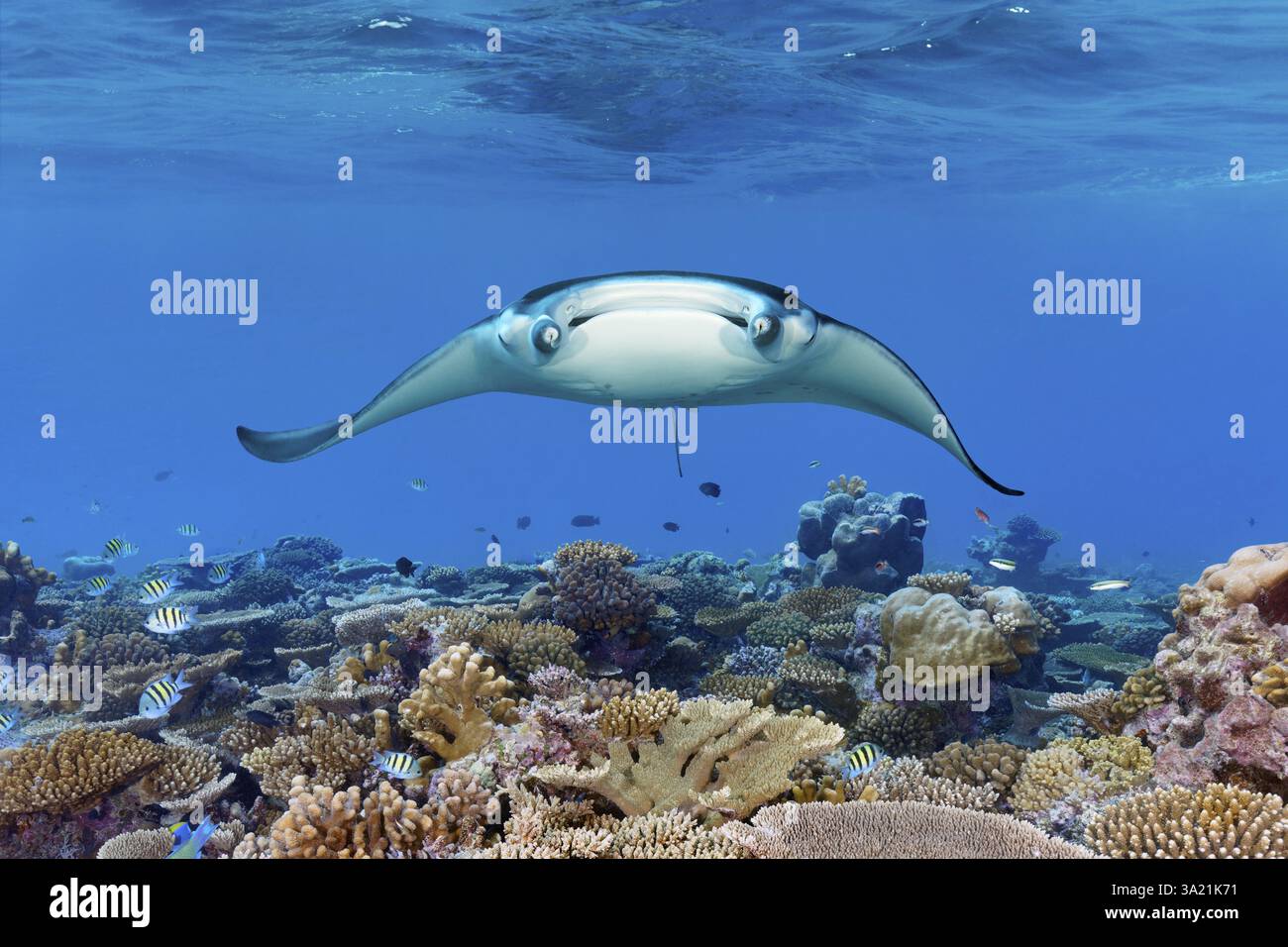 Reef manta ray (Mobula alfredi) from the front, frontal, stingray ...