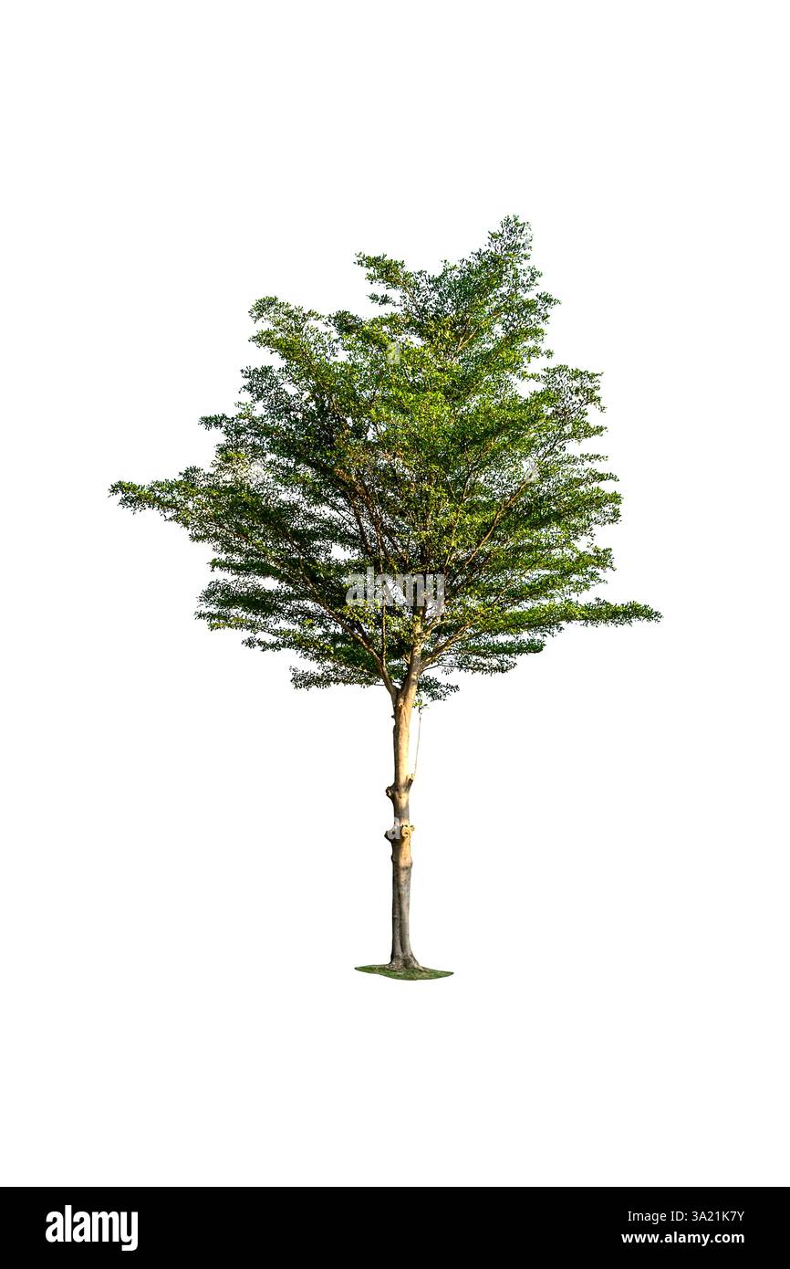 Tree green color isolated on white background Stock Photo - Alamy