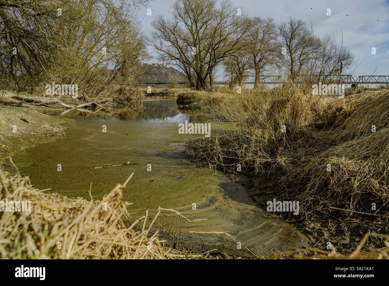 Small watercourse surrounded by dense vegetation and bare trees, Danube ...