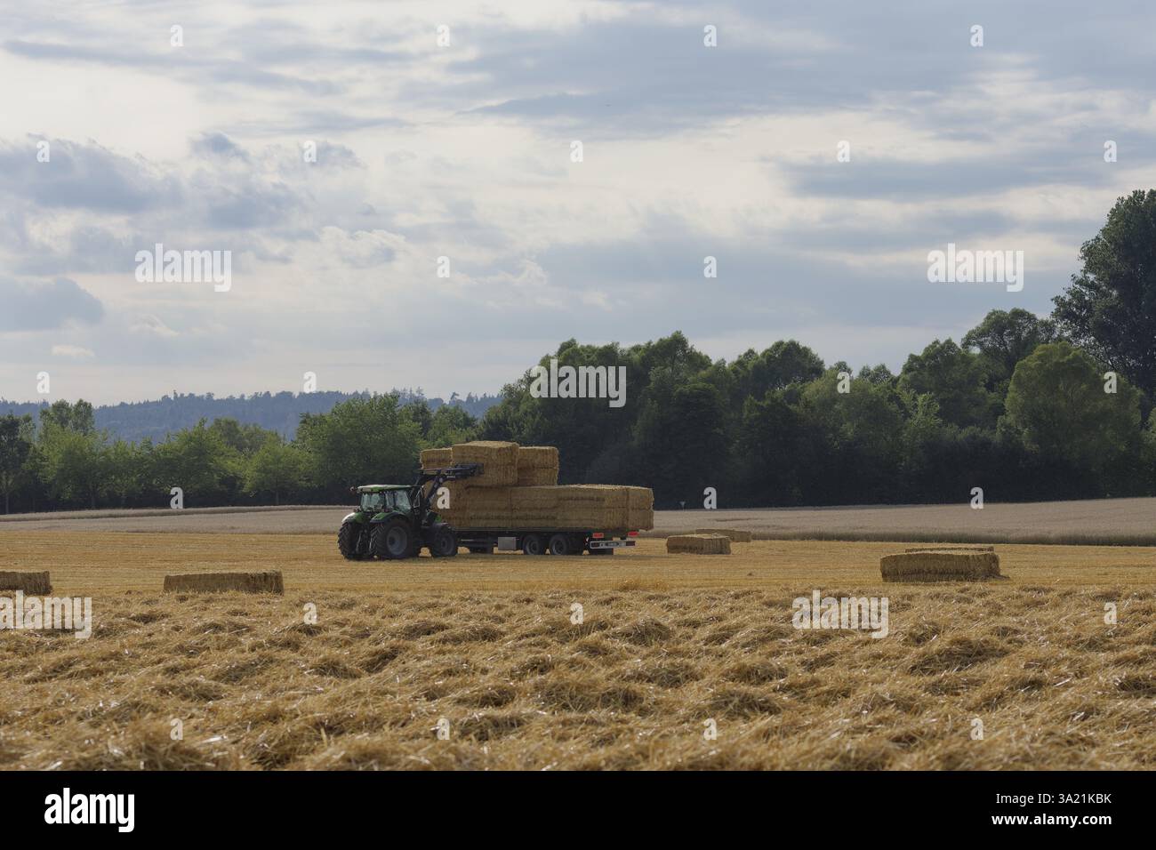 Straw bales being brought in, straw harvest, hay harvest, harvest time ...