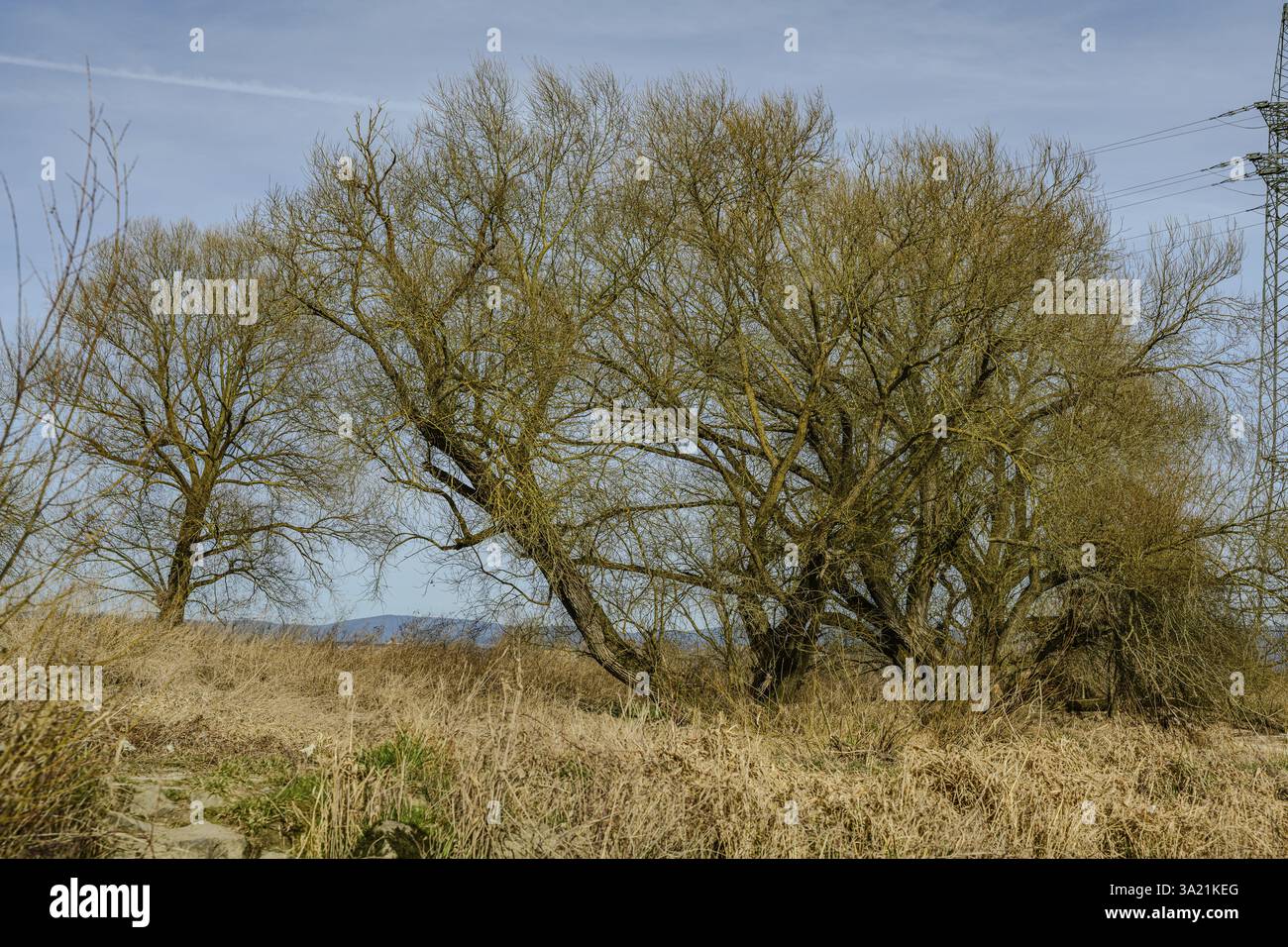 Group of trees on a dry meadow under a blue sky. Natural, peaceful ...