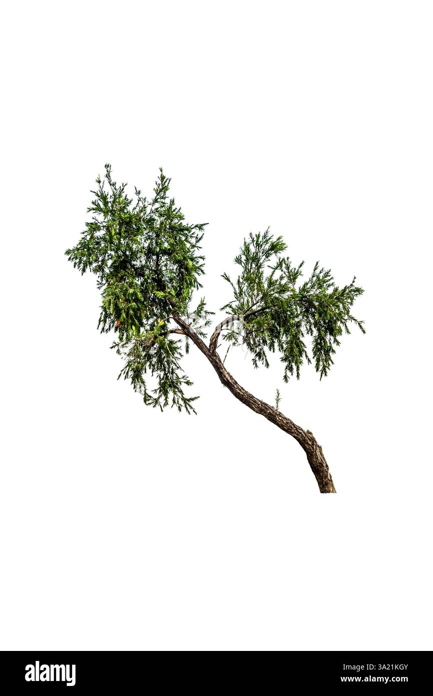 Tree green color isolated on white background Stock Photo - Alamy