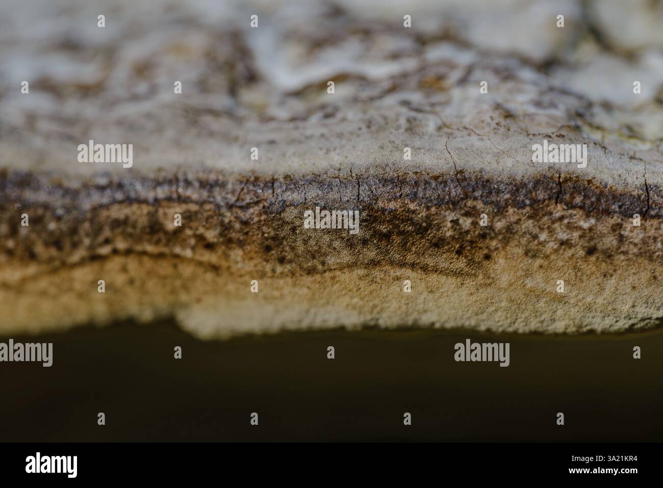 Detailed view of the texture of a tree fungus, focus on the surface ...