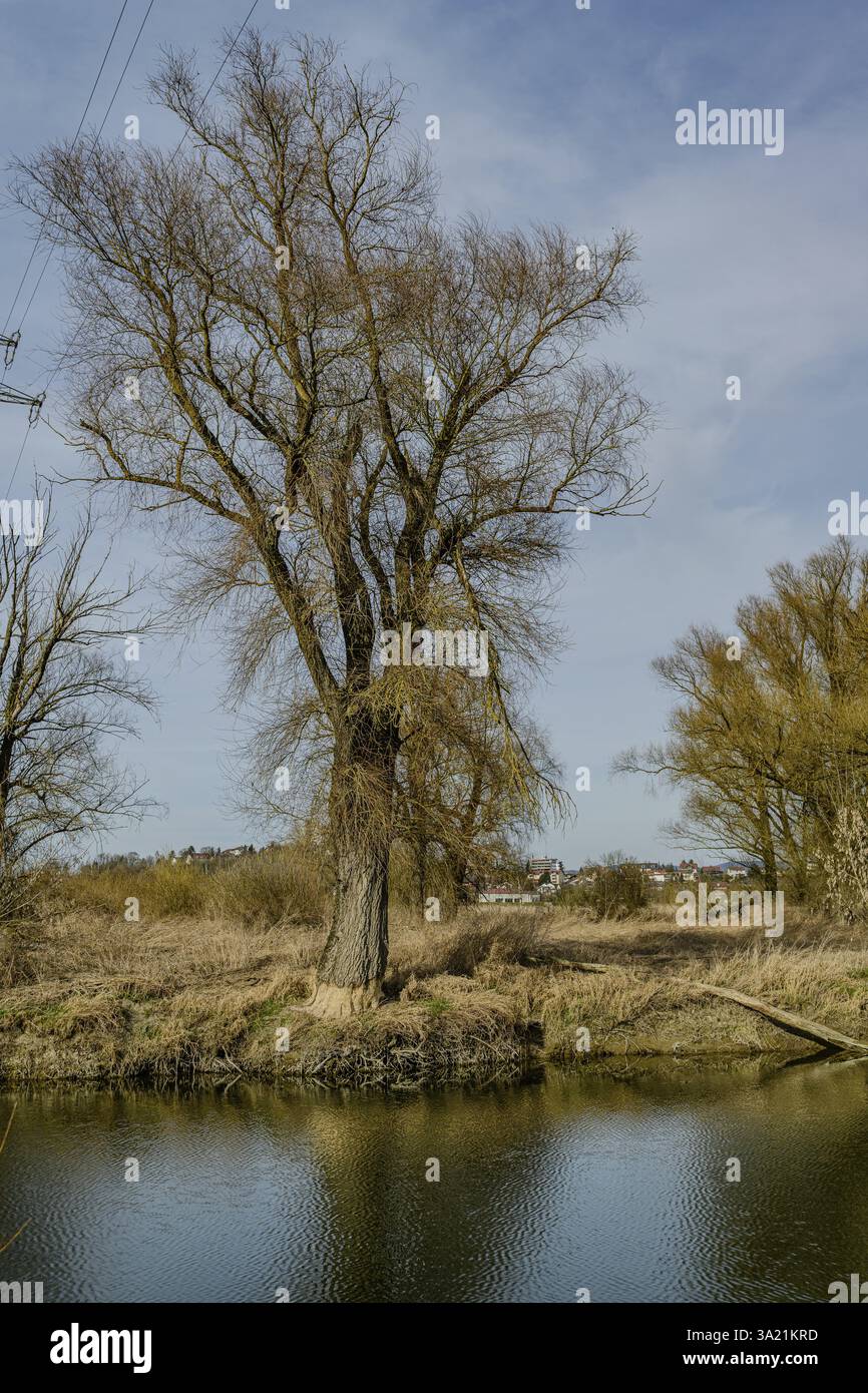 Large tree on the bank of a calm body of water under a blue sky, Danube ...